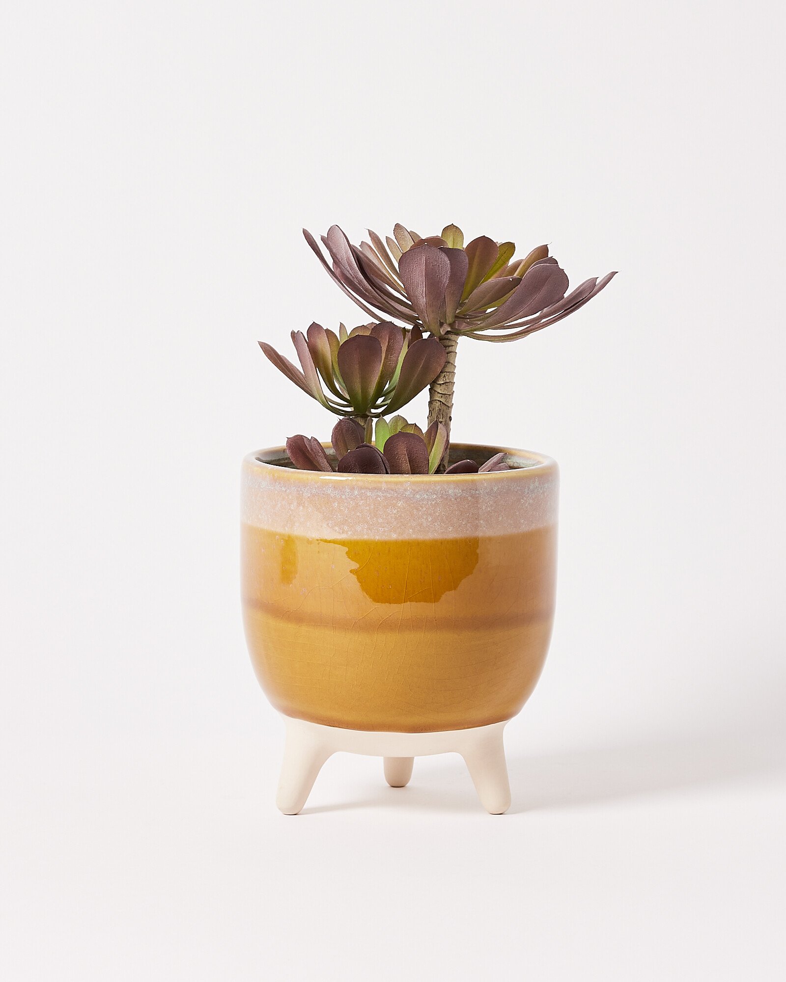 yellow mustard plant pot