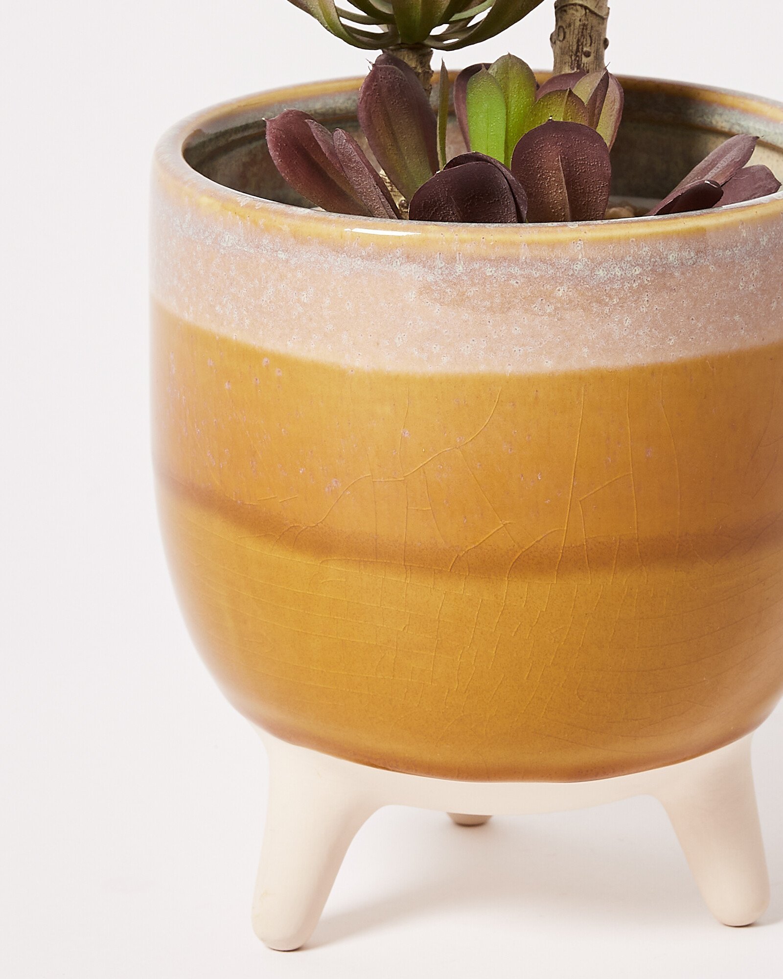 yellow mustard plant pot