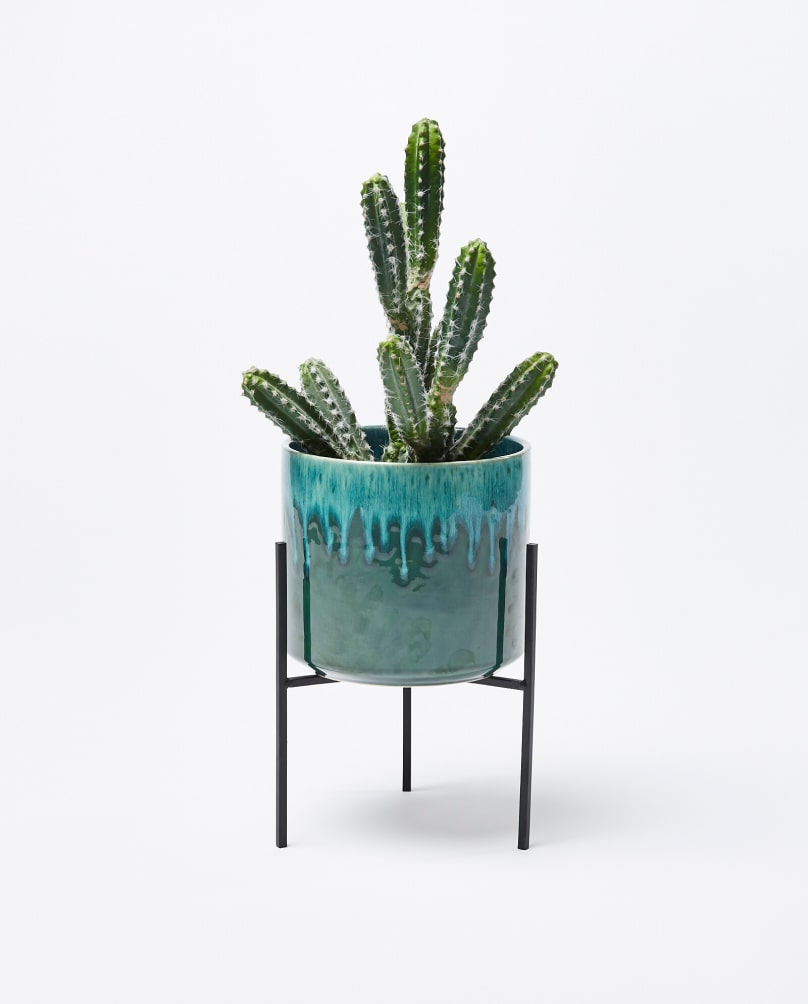 How to Pick the Perfect Pot for Your Plant