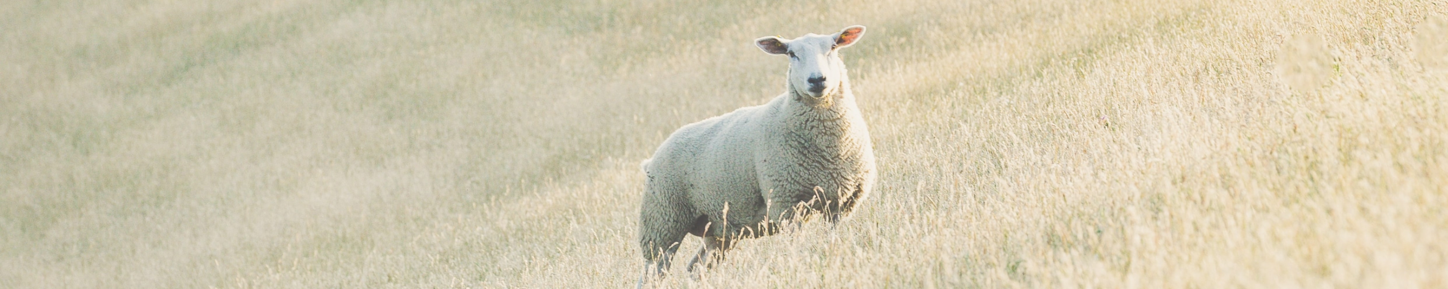 Animal Welfare - Ethical Sourcing at Oliver Bonas | Oliver Bonas