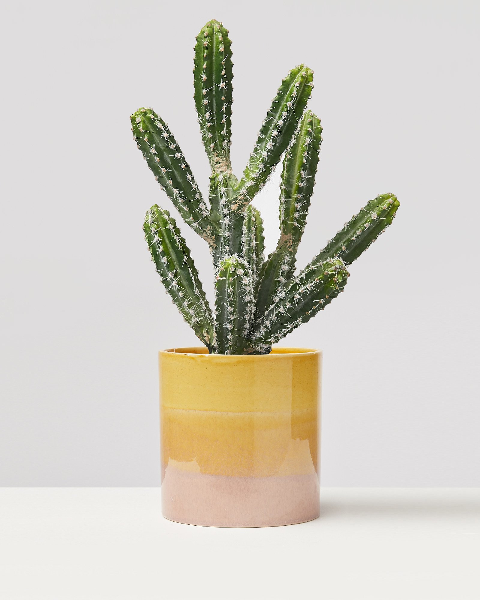 Semilla Ceramic Plant Pots | Oliver Bonas