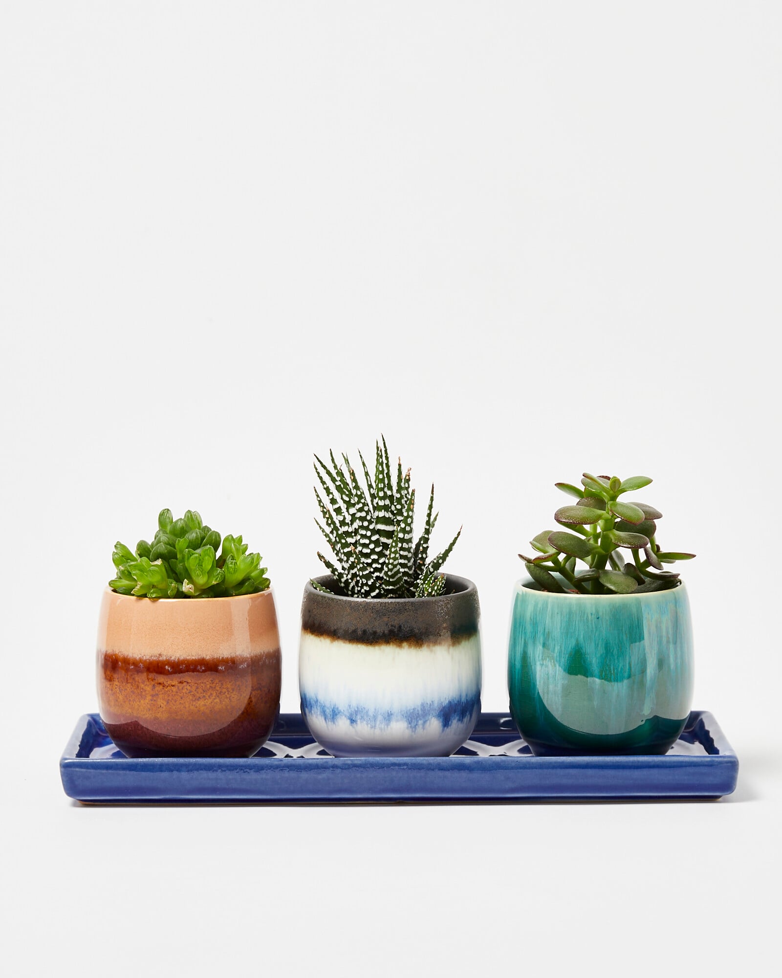 Lani Ceramic Mini Plant Pots Set of Three | Oliver Bonas